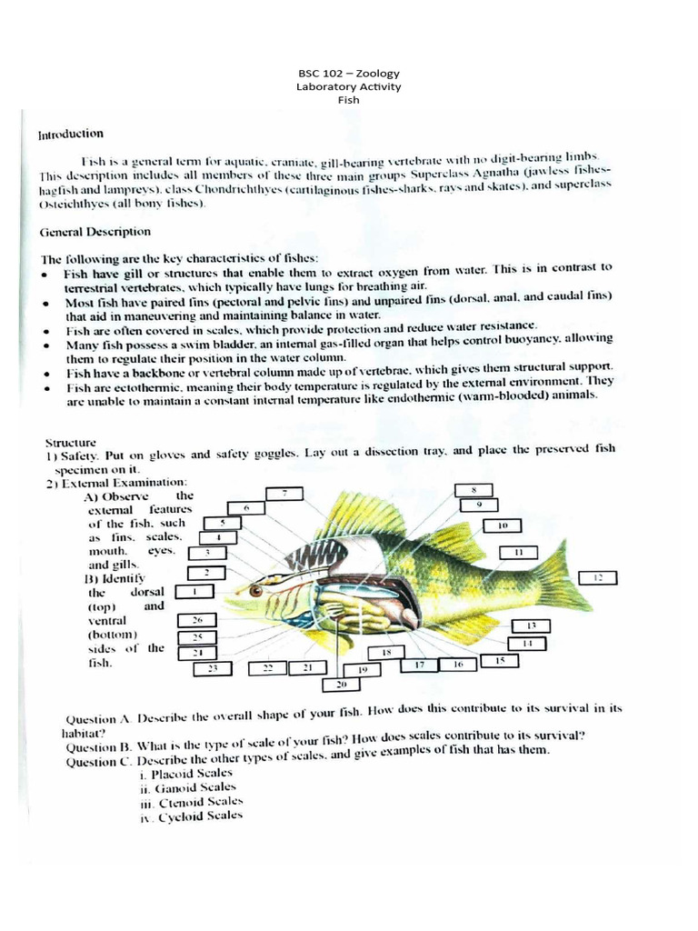 ACT 10 - Fish | PDF | Fish | Aquatic Vertebrates
