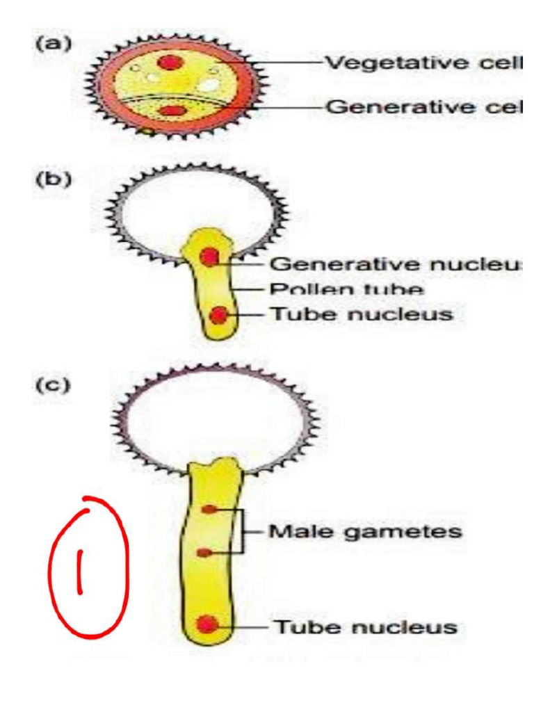 Bio Record Diagrams | PDF