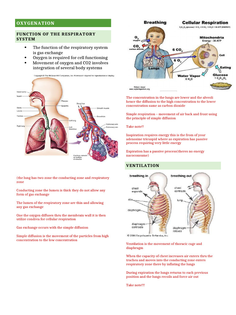 Med Surg Notes | PDF | Lung | Respiratory System
