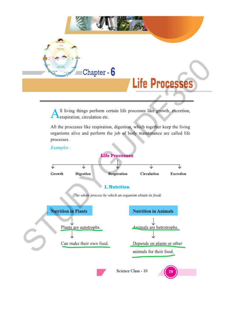 Class 10 Science Notes Chapter 6 Studyguide360 | PDF | Digestion | Anatomy