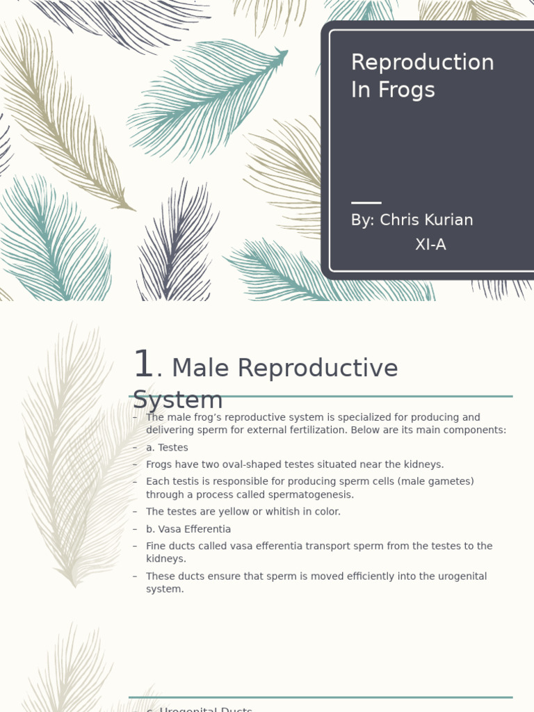 Frog Reproductive Systems Explained | PDF | Reproductive System ...