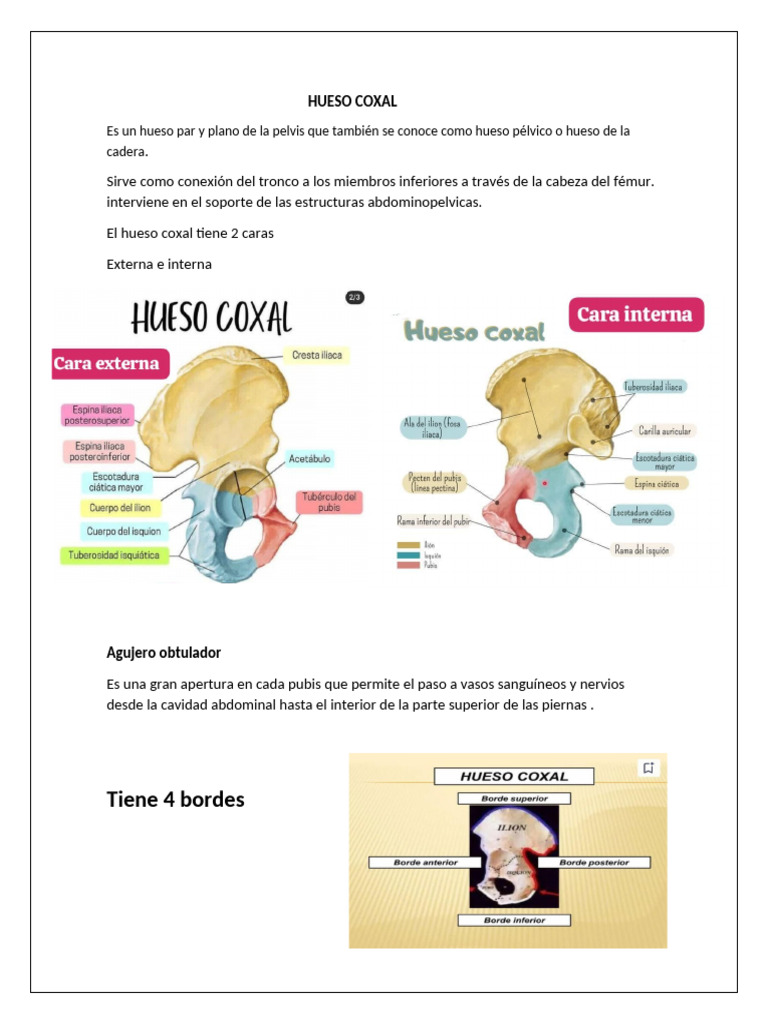 Hueso Coxal | PDF | Pelvis | Sistema esquelético
