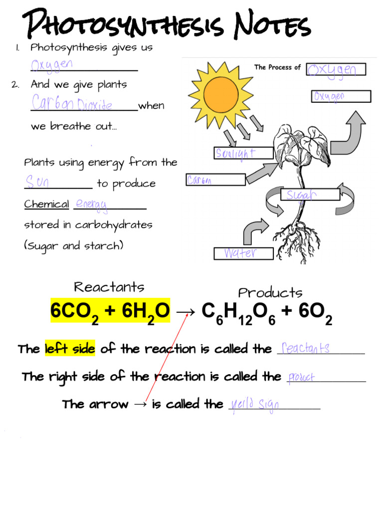 Photosynthesis Notes | PDF