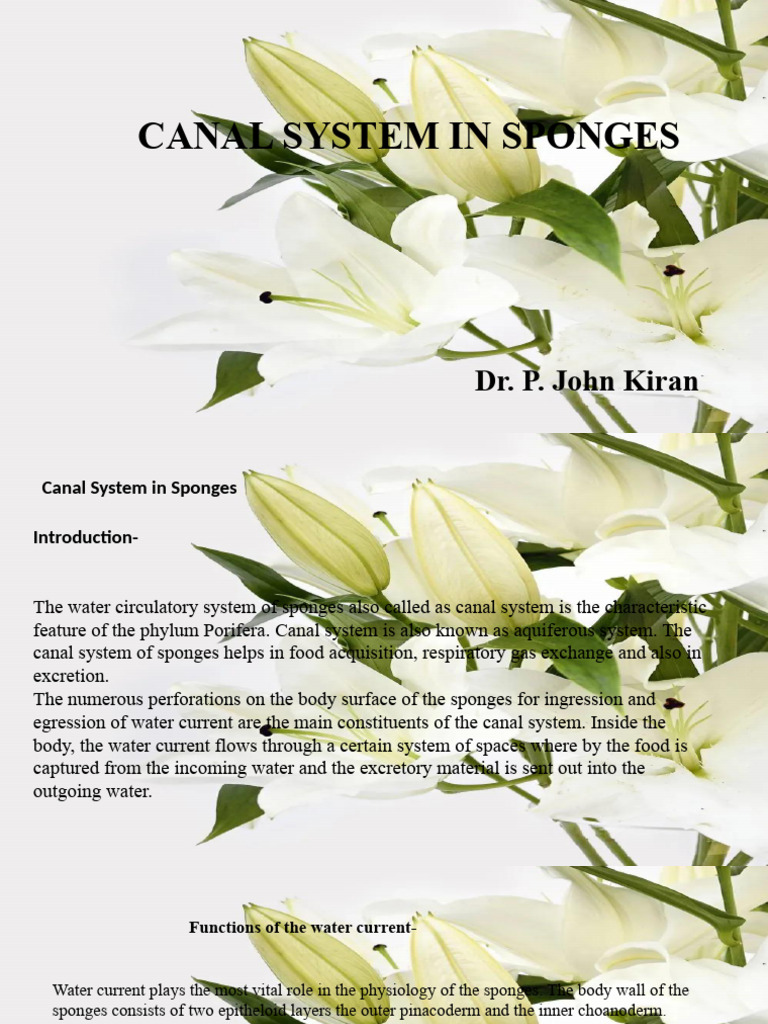 Sponge Canal Systems Explained | PDF | Sponge | Anatomy