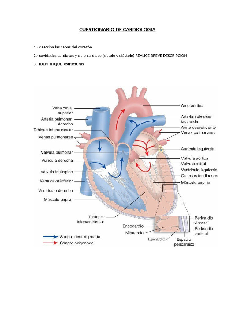 2cuestionario de Cardiologia para Alumnos | PDF
