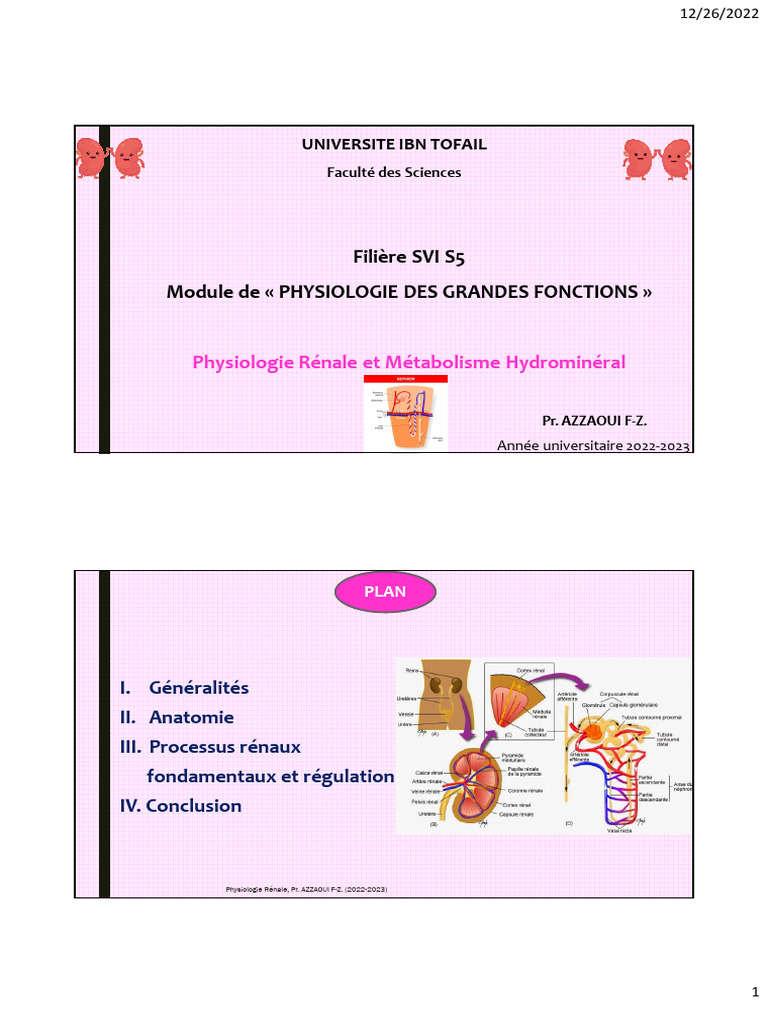 Physiologie Rénale et Métabolisme Hydrominéral | PDF | Rein | Appareil ...
