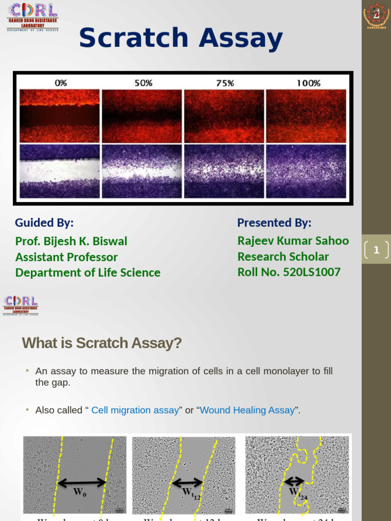 Scratch Assay | PDF | Cell Culture | Proteins