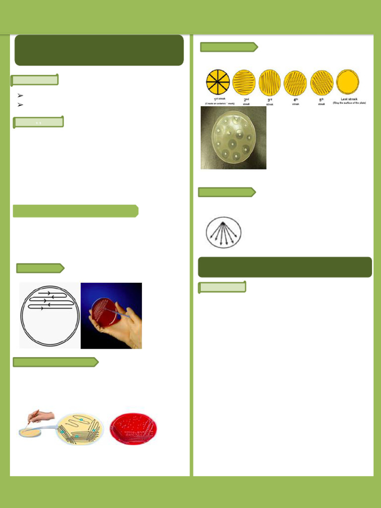 Pure Culture Isolation | PDF | Laboratories | Microscopy
