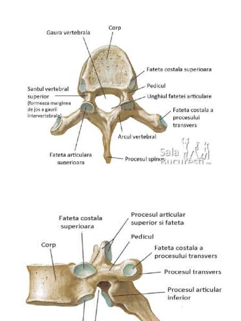 Vertebra Toracala | PDF