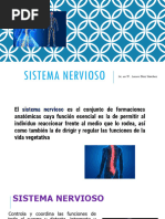 Anatomía del Tectum y Tegmentum | PDF | Anatomía | Cerebro