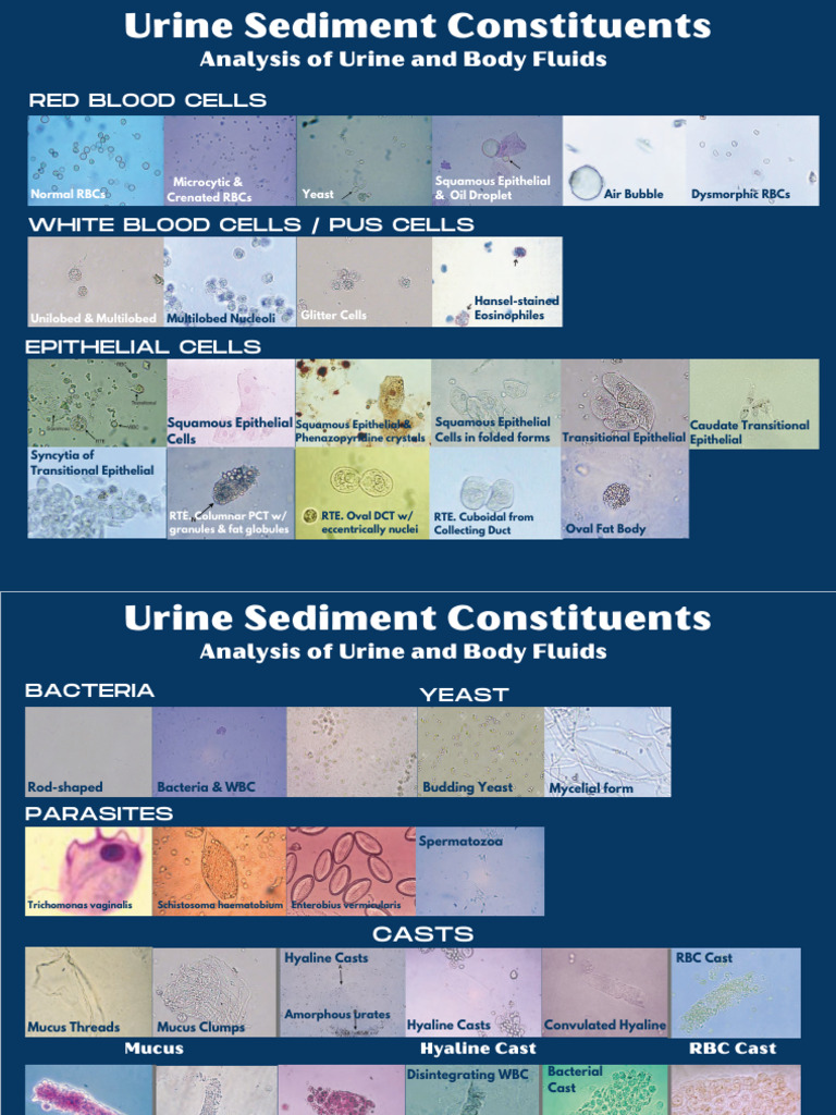 ATLAS Urine Sediment | PDF | Anatomy