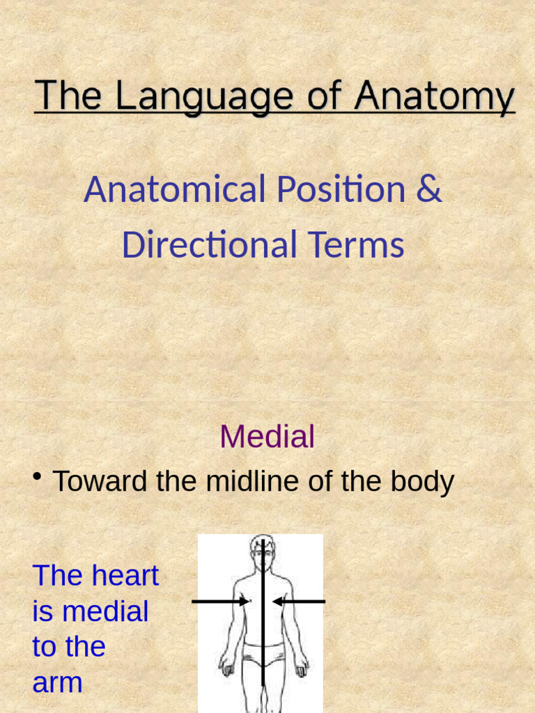 language_of_anatomy | PDF | Anatomical Terms Of Location ...