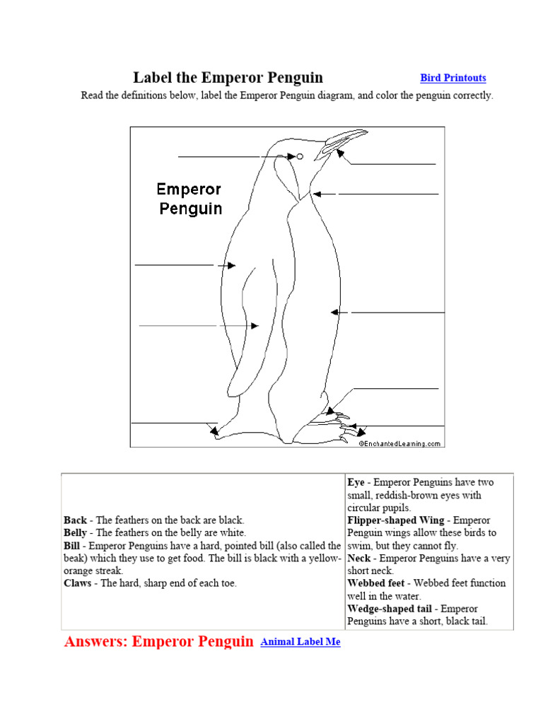 Emperor Penguin Diagram | PDF