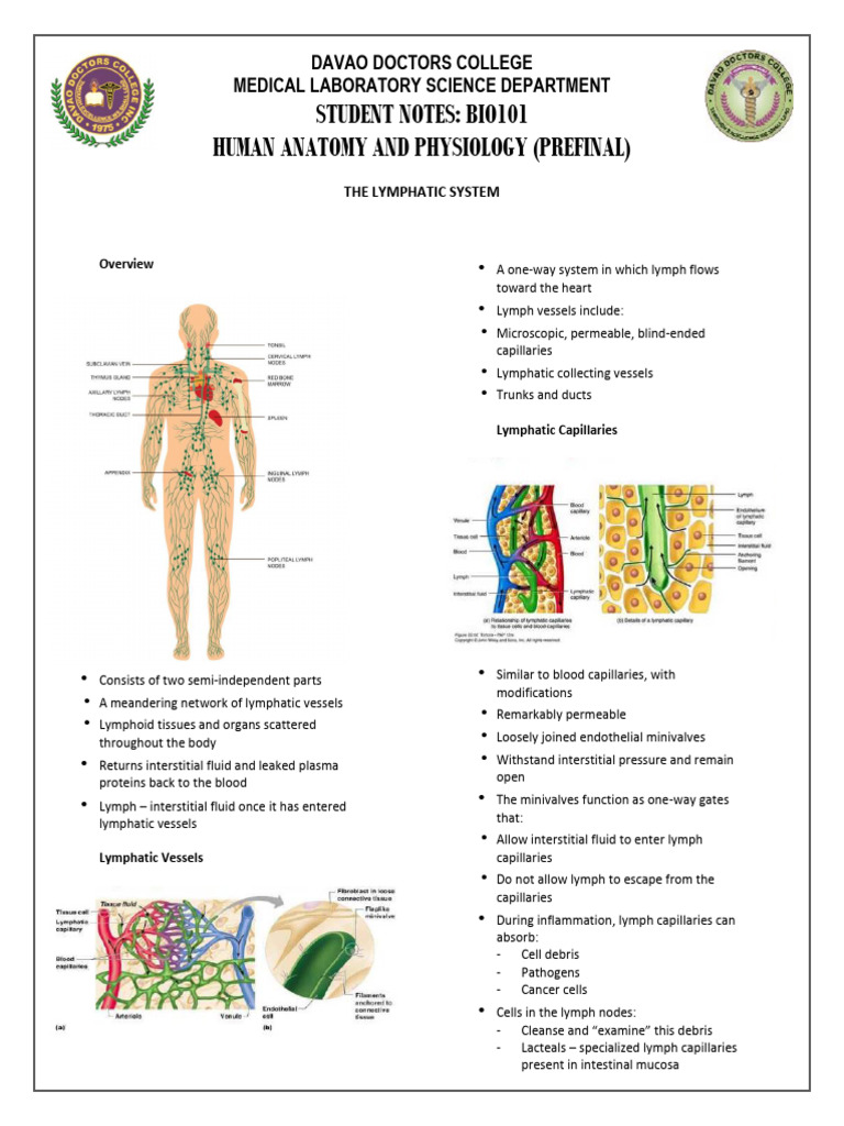 BIO101 Student Notes PREFINAL The Lymphatic System | PDF | Lymphatic ...