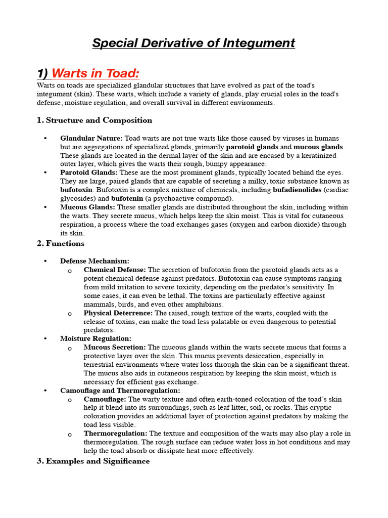 Special Derivatives! | PDF | Skin | Whales