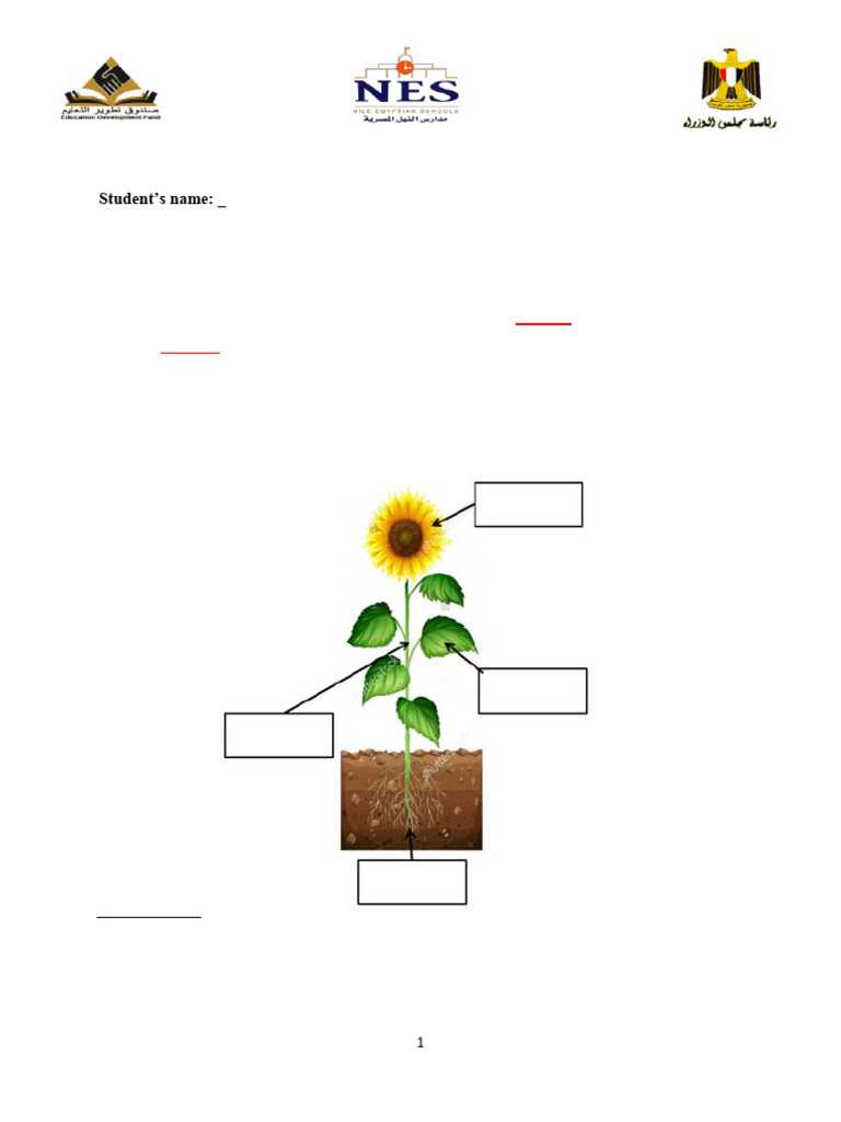 G2 - Plant Homework Sheet | PDF