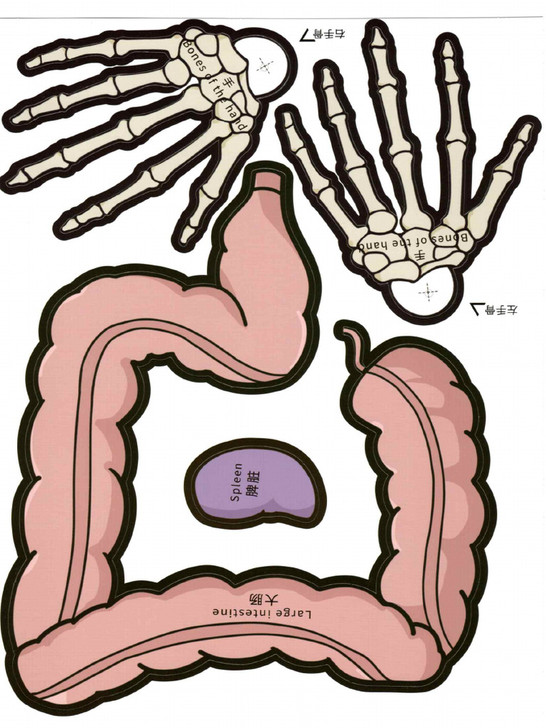Human Skeleton Anatomy Activity | PDF