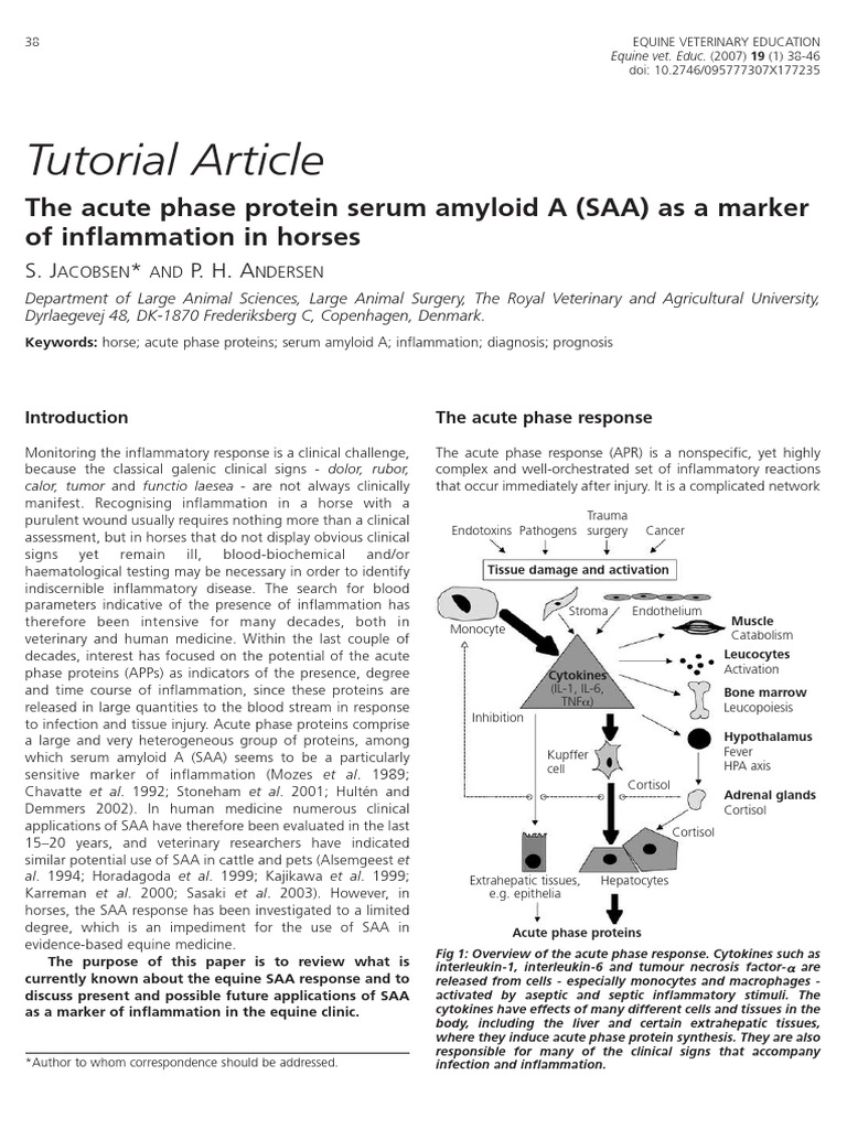 The Acute Phase Protein Serum Amyloid A (SAA) As A Marker | PDF | Inflammation | Infection