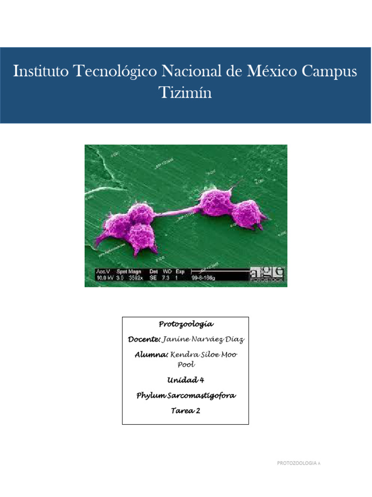 TAREA 2u4 | PDF | Protozoos | Biología