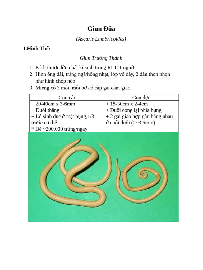 Giun Dua | PDF