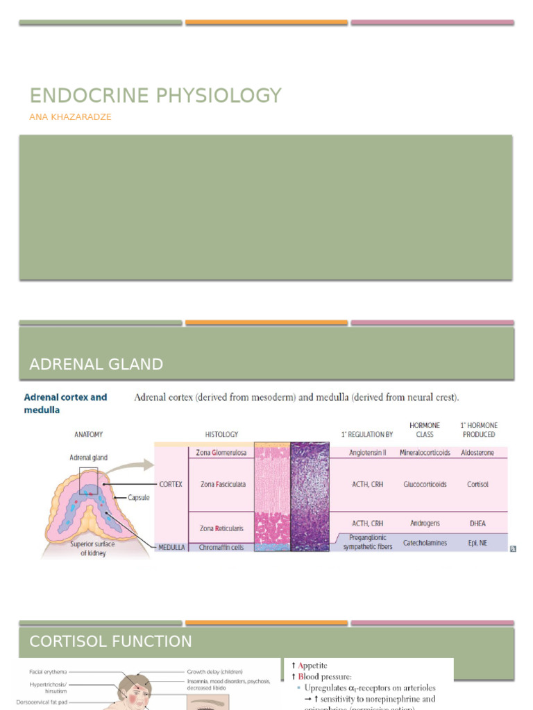 Endocrine Physiology Overview | PDF