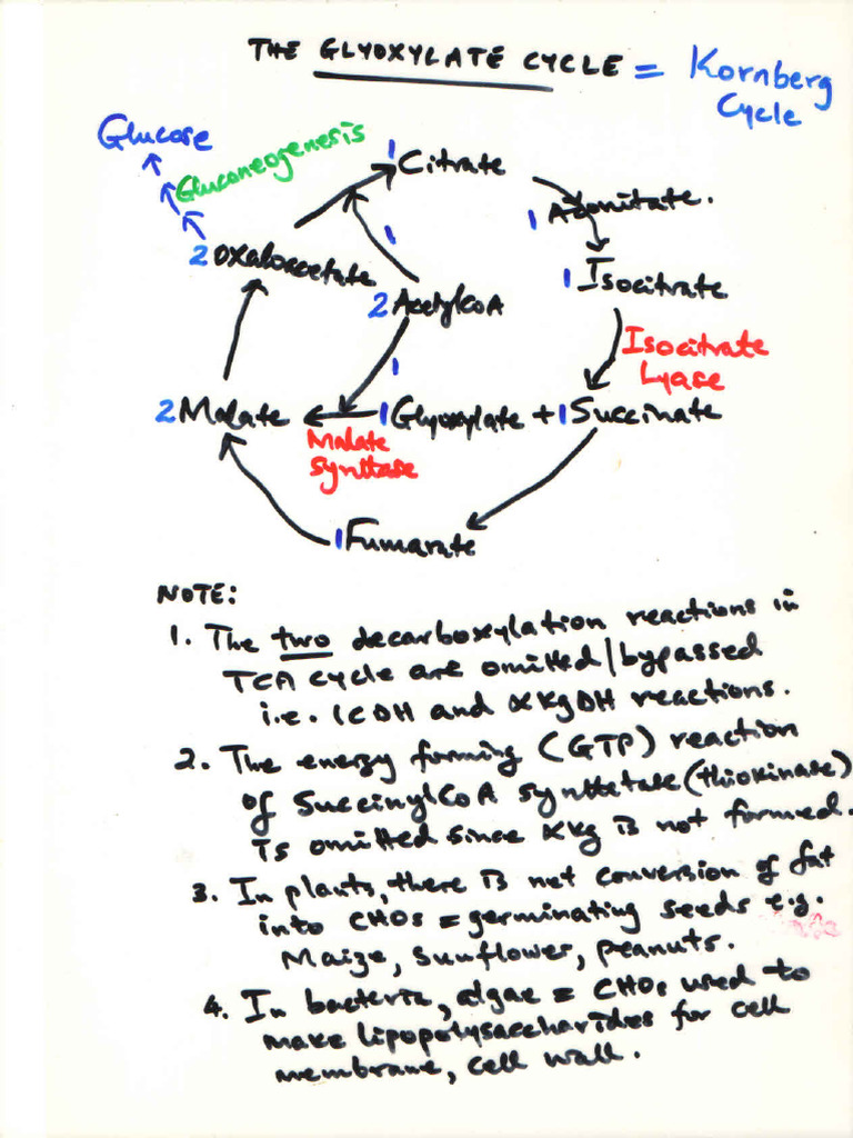Level 1 Glyoxylate Cycle | PDF