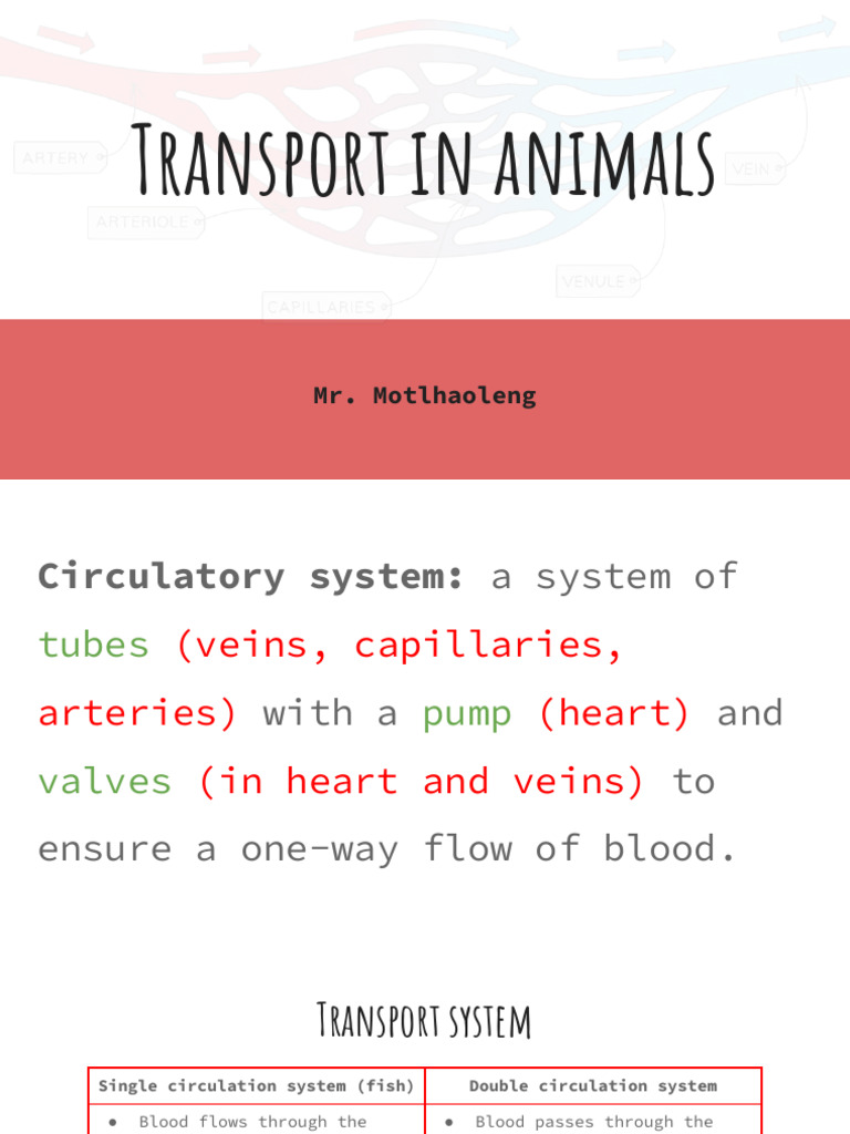 Transport in animals | PDF | Heart | Ventricle (Heart)