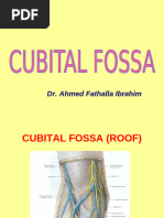Cubital Fossa Anatomy and Clinical Relevance | PDF | Arm | Human Anatomy