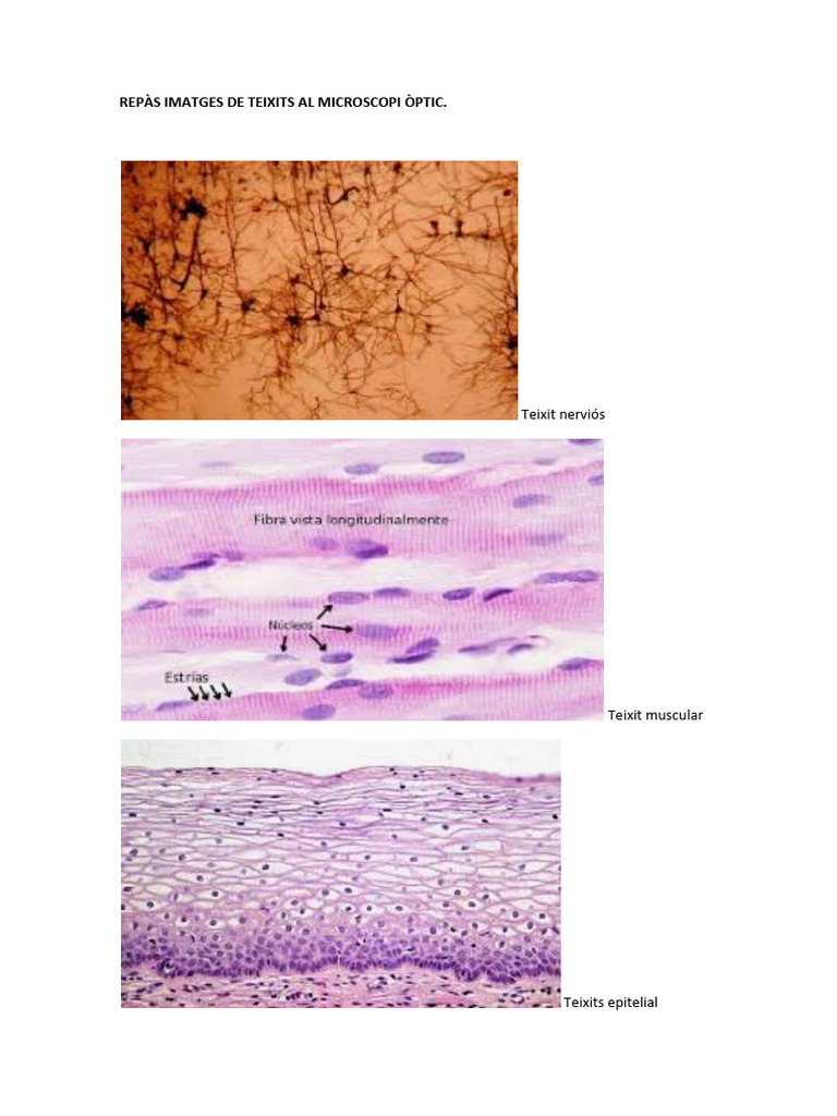 Repàs Imatges de Teixits Al Microscopi Òptic | PDF