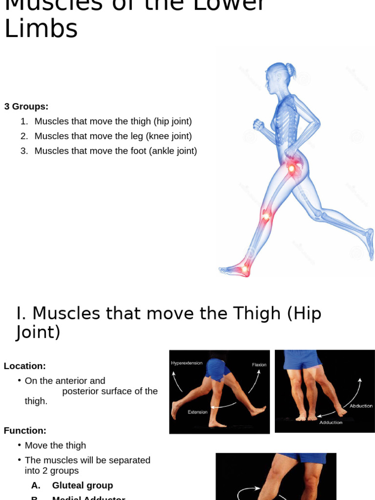 07 Muscles Appendicular Lower Ludwar | PDF | Human Leg | Foot