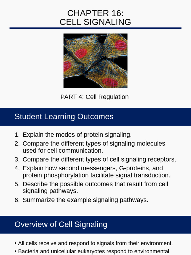 16-Cell Signaling | PDF | Cell Signaling | Signal Transduction