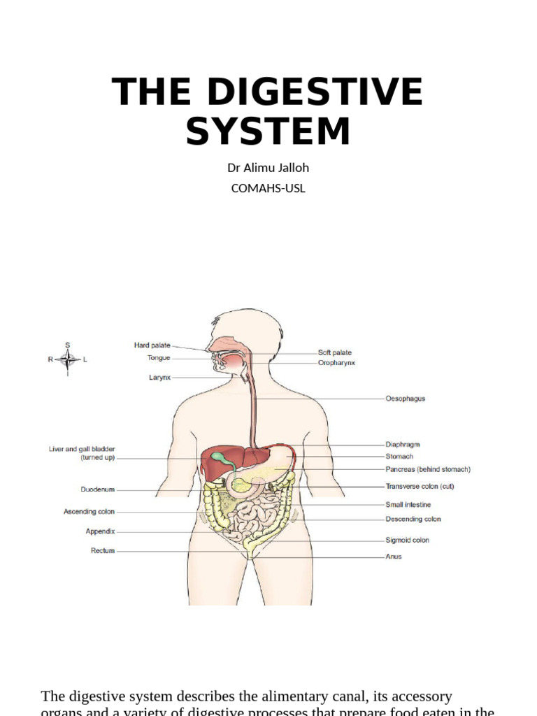 Women's Abdominal Digestive Anatomy | PDF | Peritoneum ...