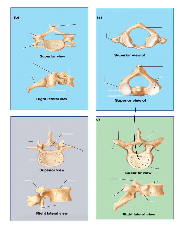 MT-13-LAB-Vertebrae | PDF