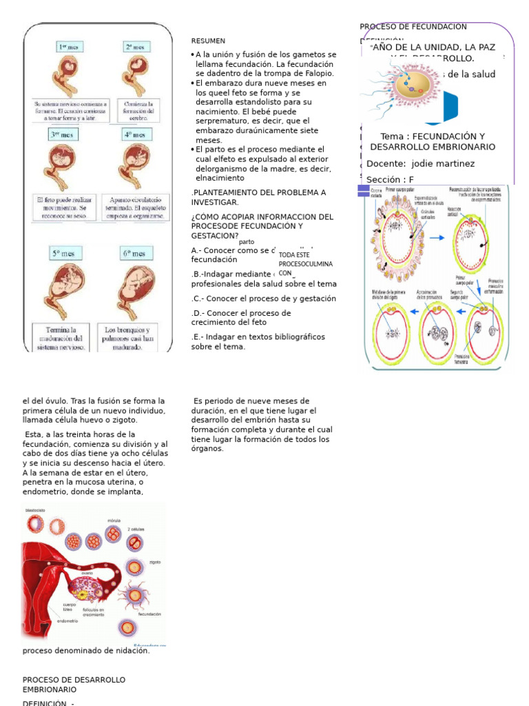 fecundacion y desarrollo embrionario | PDF | El embarazo | Útero