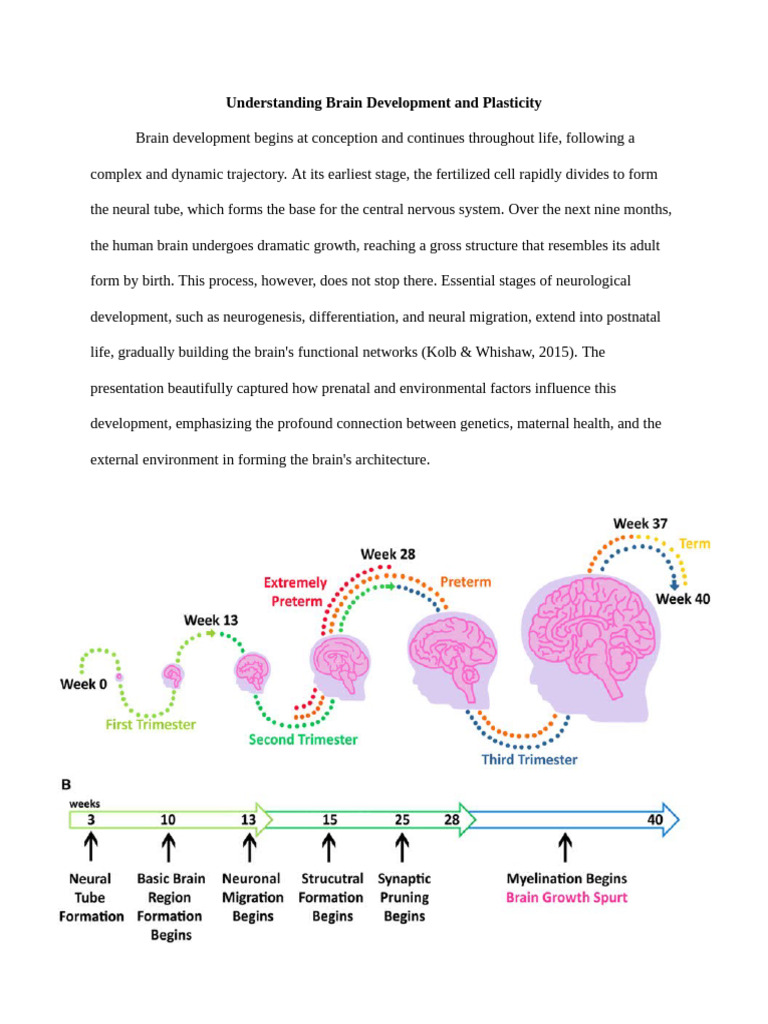 Understanding Brain Development and Plasticity | PDF | Neurogenesis | Brain