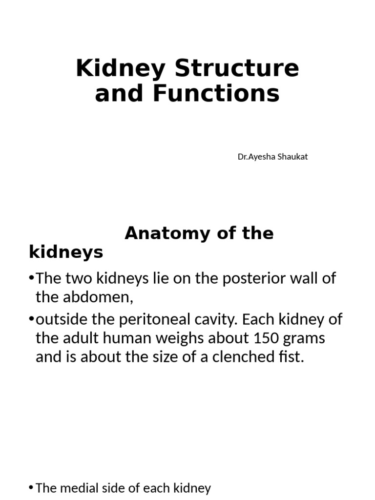 kidney- | PDF | Kidney | Anatomy