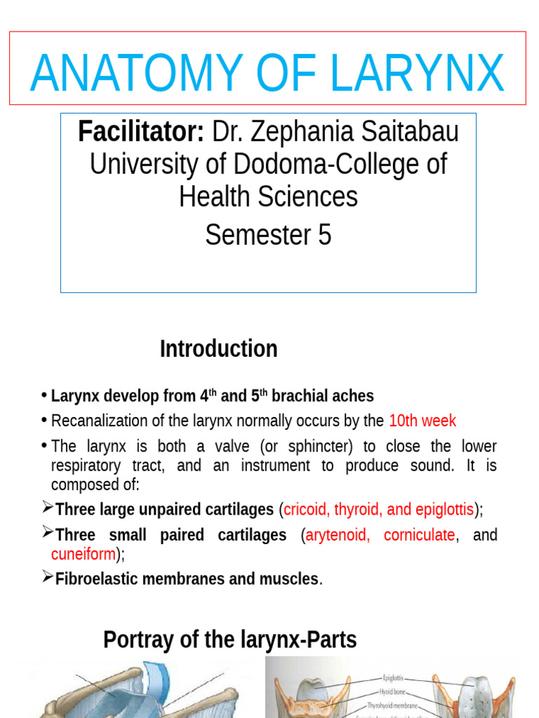 Larynx Anatomy and Functions Explained | PDF | Larynx | Human Anatomy