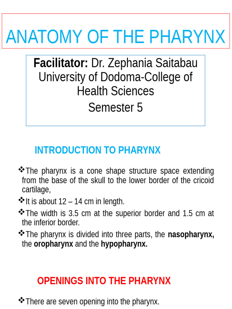 4.anatomy of The Pharynx 04 | PDF | Larynx | Tongue
