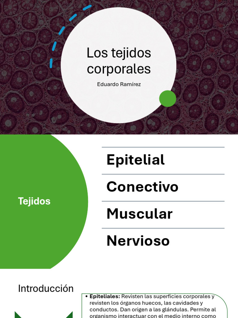 Clase 05_ Los tejidos corporales 2024 | PDF | Epitelio | Tejido conectivo