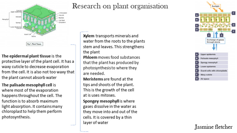 Plant Tissue Structure and Functions | PDF