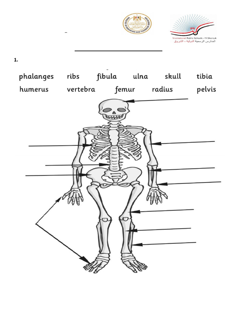 Year 4 Revision Science On Term 1 | PDF | Skeleton | Fat