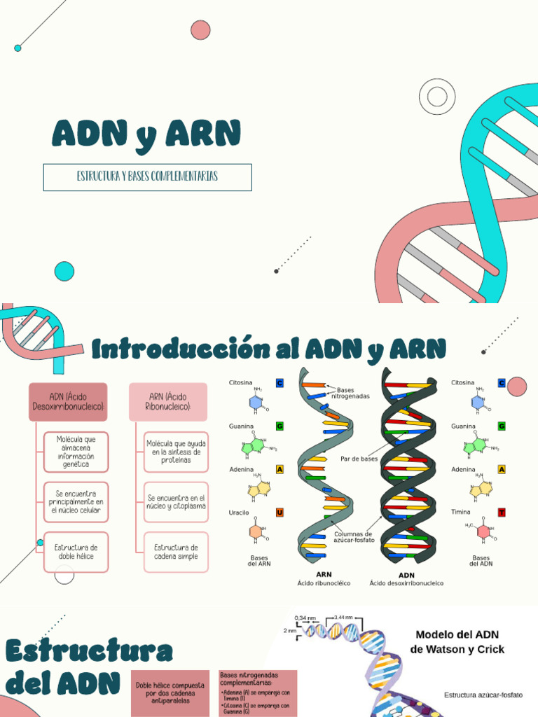 Estructura Del ADN y ARN | PDF