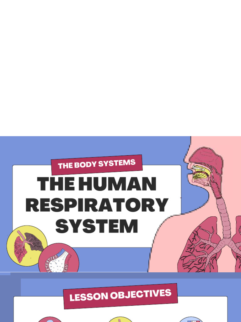 Lesson 1.1 Human Respiratory System | PDF