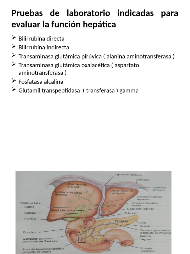 PRUEBAS DE FUNCIÓN HEPÁTICA | PDF | Transaminasa | Especialidades Medicas