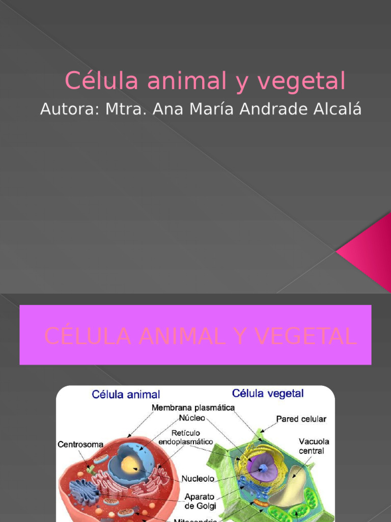 03 - RA2.1IEDE - Celula Animal y Veetal | PDF | Biología Celular ...
