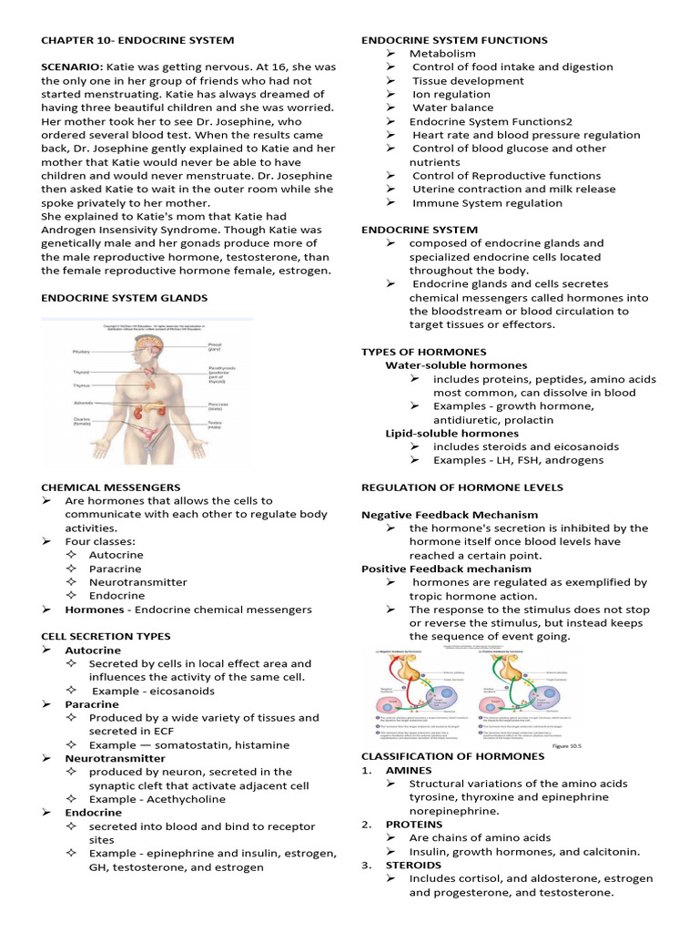 Understanding the Endocrine System | PDF | Endocrine System | Pancreas