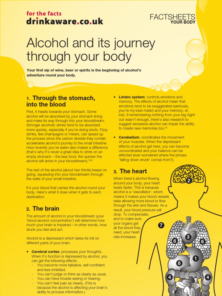 Alcohol and Its Journey Through The Body | PDF | Blood | Lung