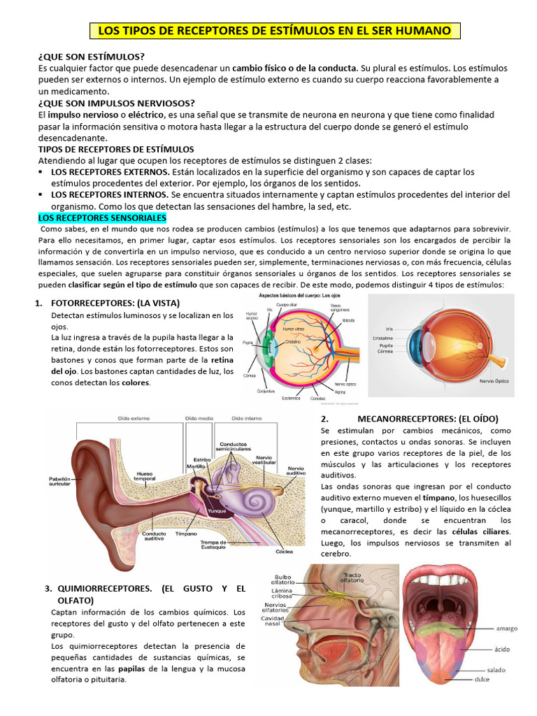 CONOZCAMOS LOS TIPOS DE RECEPTORES DE ESTÍMULOS Y LOS RECEPTORES EN EL ...
