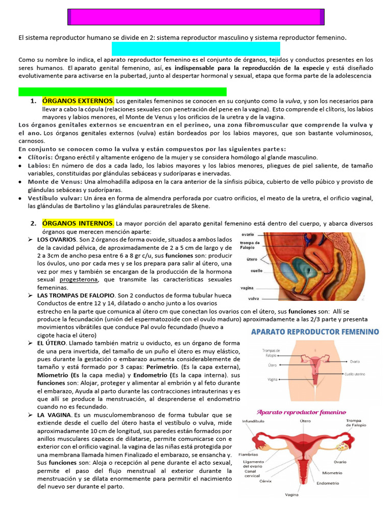 Aparato Reproductor Femenino | PDF | Labios | Sistema reproductivo