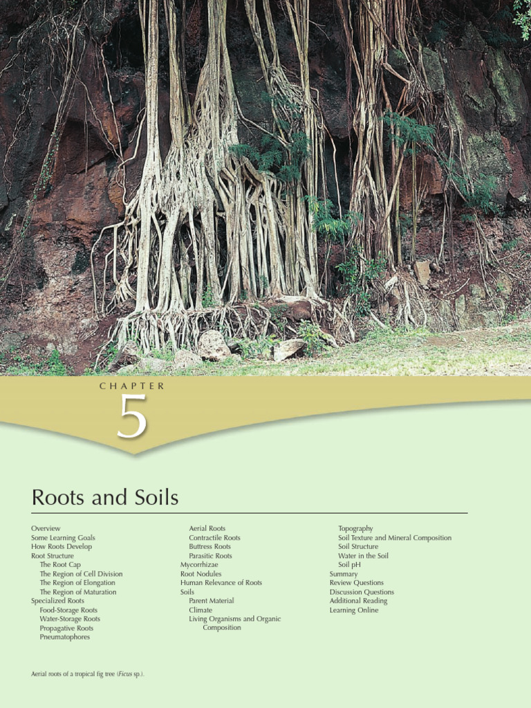 Chapter 5 ROOTS and Soil | PDF | Root | Plant Stem